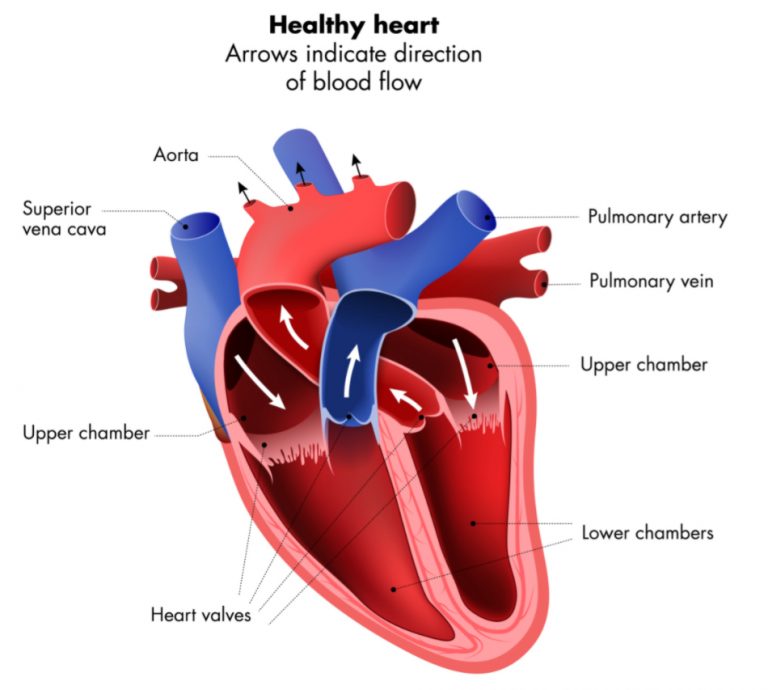 Heart Valve Disease Awareness Week (16–22 February 2026) – Hearts4heart